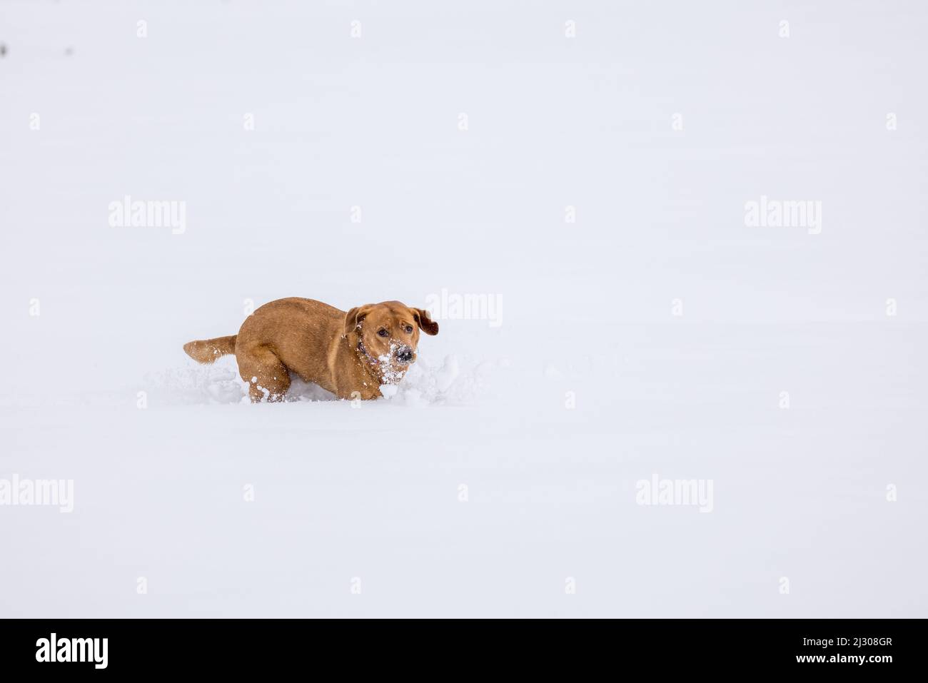 Labrador showlinie hi-res stock photography and images - Alamy