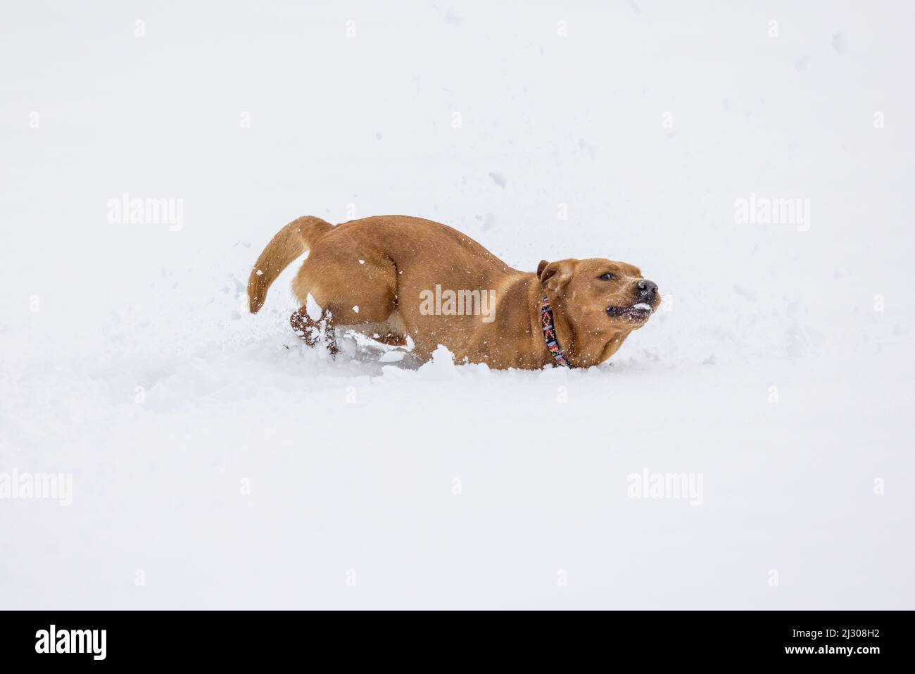 Labrador showlinie hi-res stock photography and images - Alamy