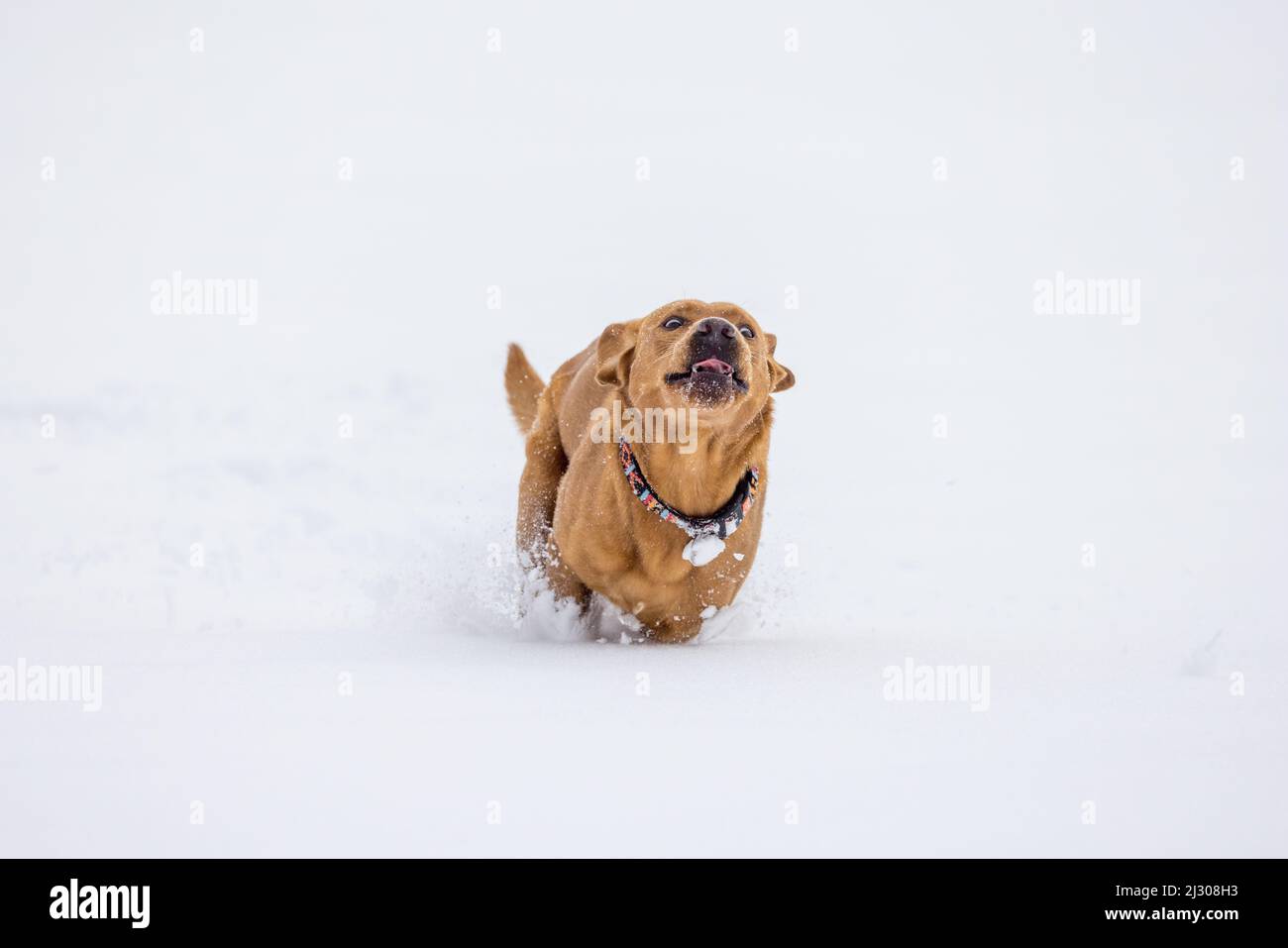 brown labrador retriever running in deep snow in swiss winter Stock ...
