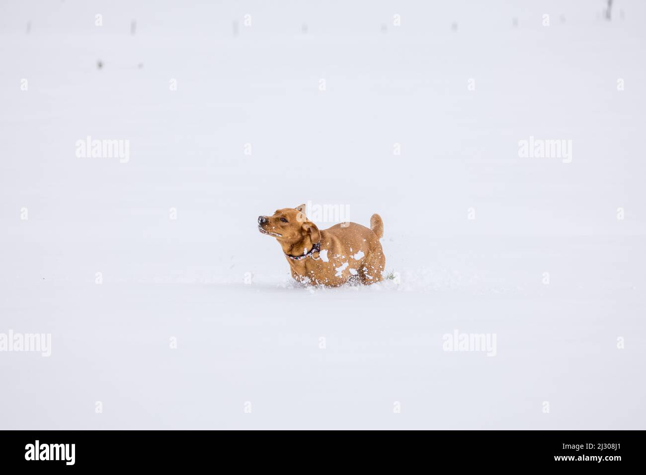Labrador showlinie hi-res stock photography and images - Alamy