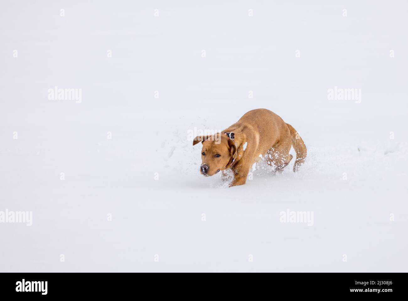 brown labrador retriever running in deep snow in swiss winter Stock ...