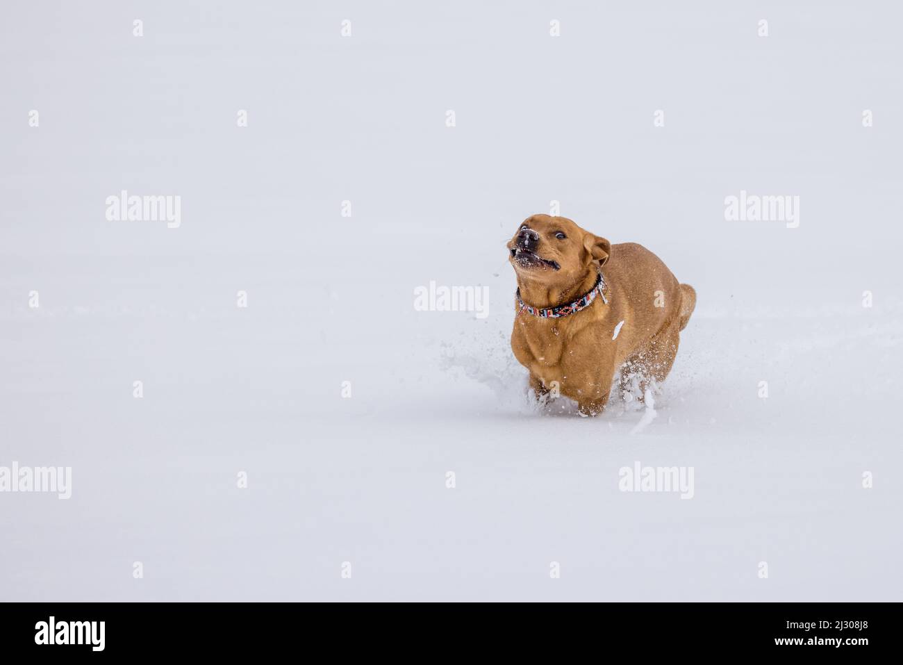 Labrador showlinie hi-res stock photography and images - Alamy