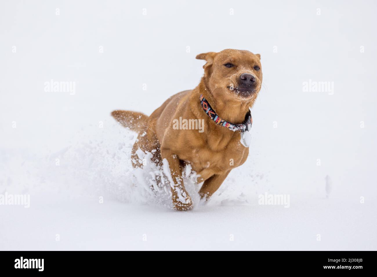 brown labrador retriever running in deep snow in swiss winter Stock ...