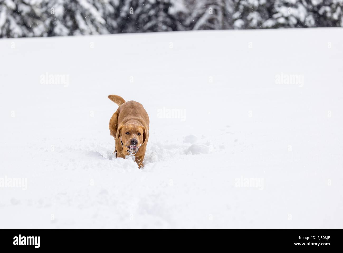 brown labrador retriever running in deep snow in swiss winter Stock ...