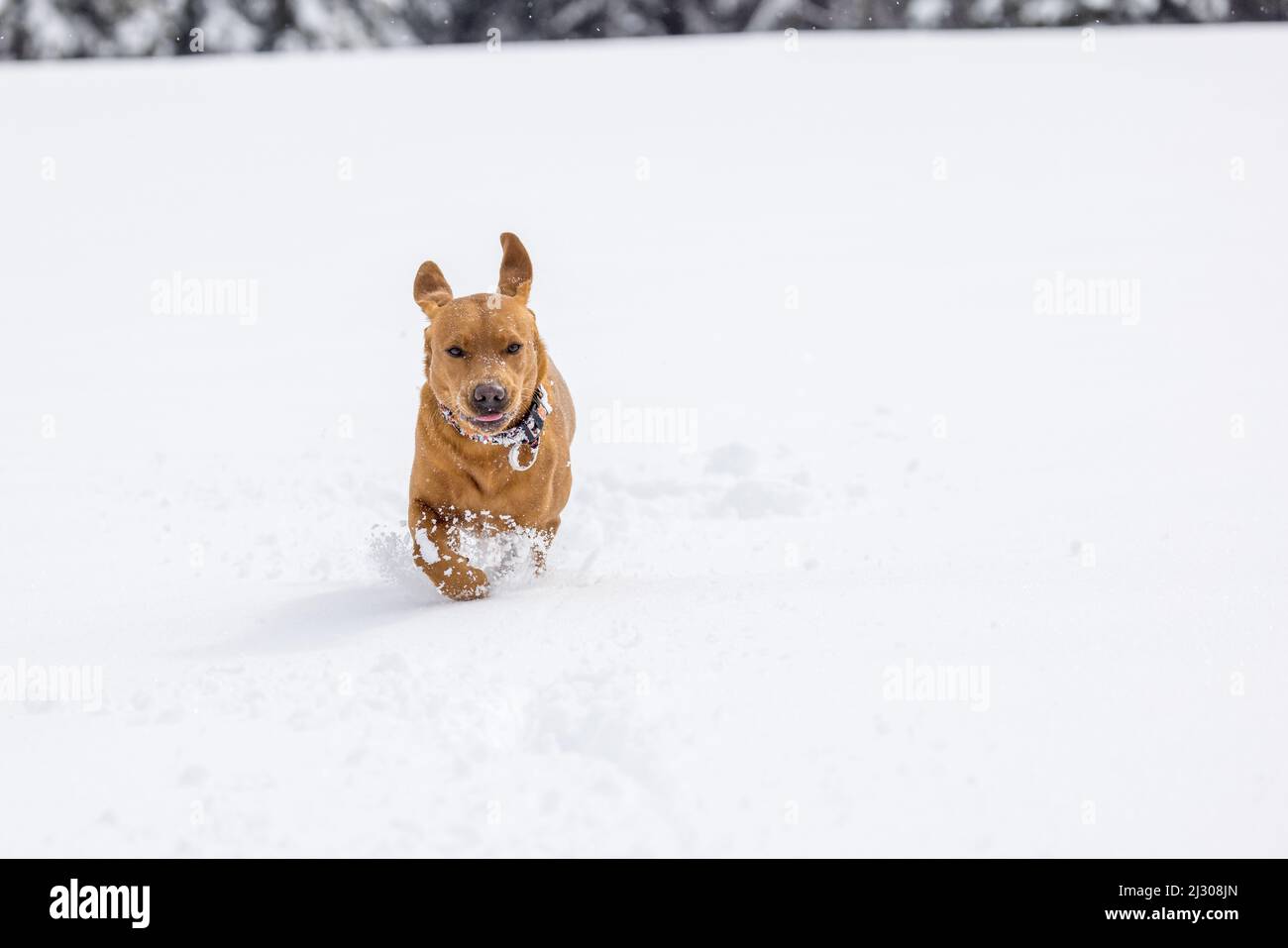 brown labrador retriever running in deep snow in swiss winter Stock ...