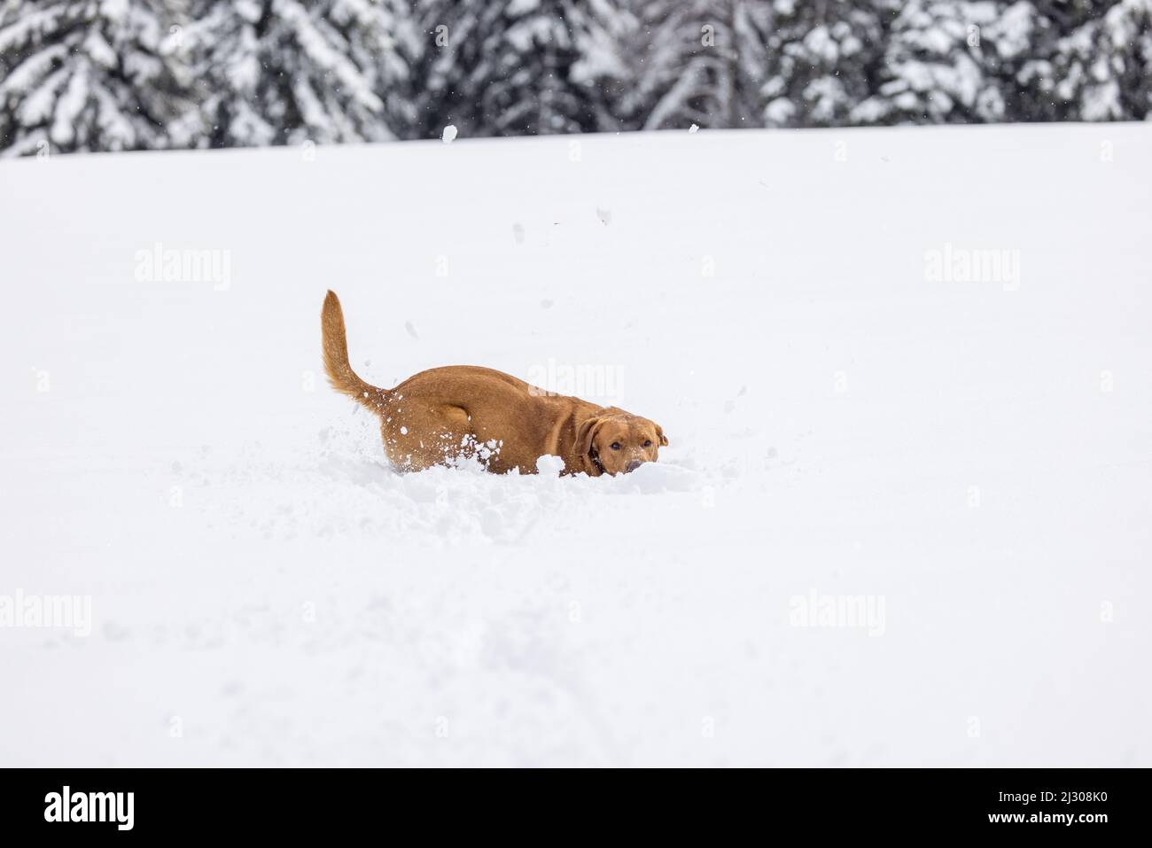 Labrador showlinie hi-res stock photography and images - Alamy