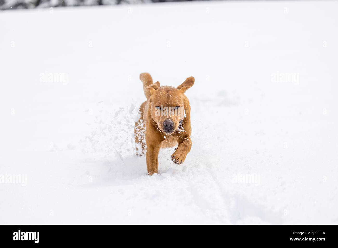 Labrador showlinie hi-res stock photography and images - Alamy