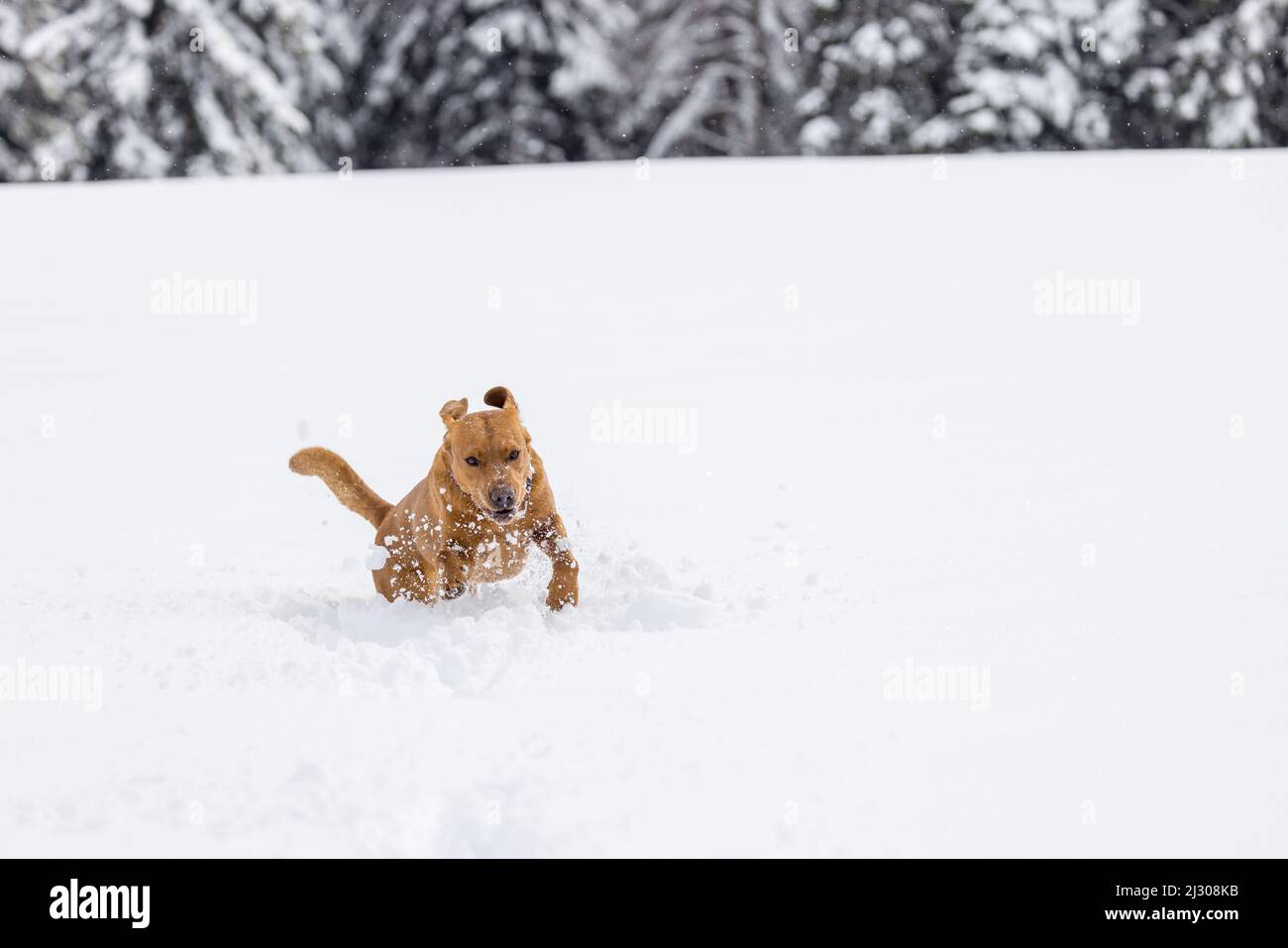 brown labrador retriever running in deep snow in swiss winter Stock ...