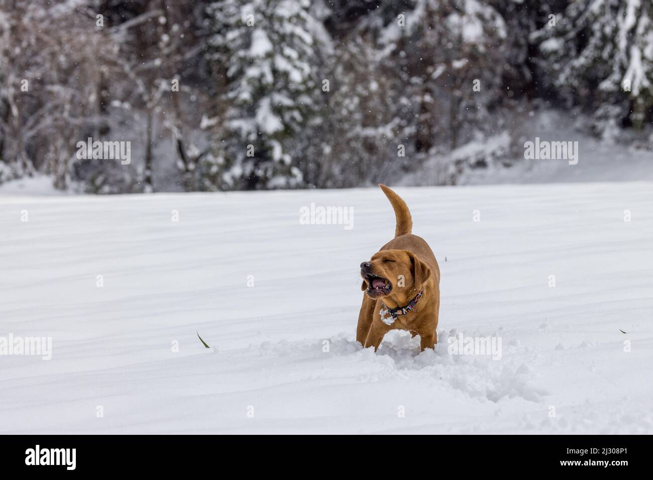 Labrador showlinie hi-res stock photography and images - Alamy