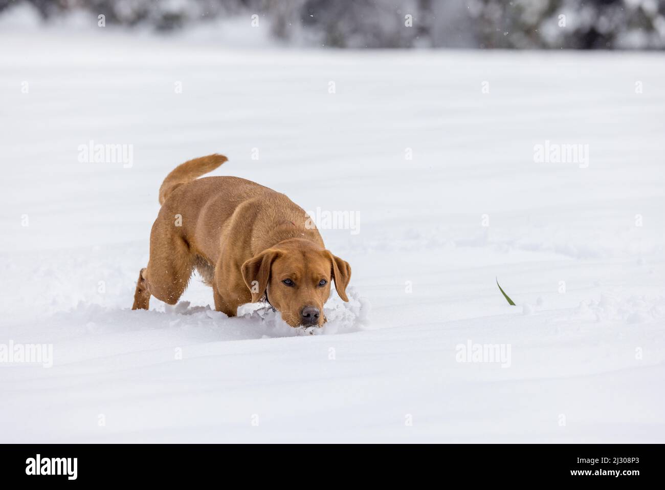 Labrador showlinie hi-res stock photography and images - Alamy