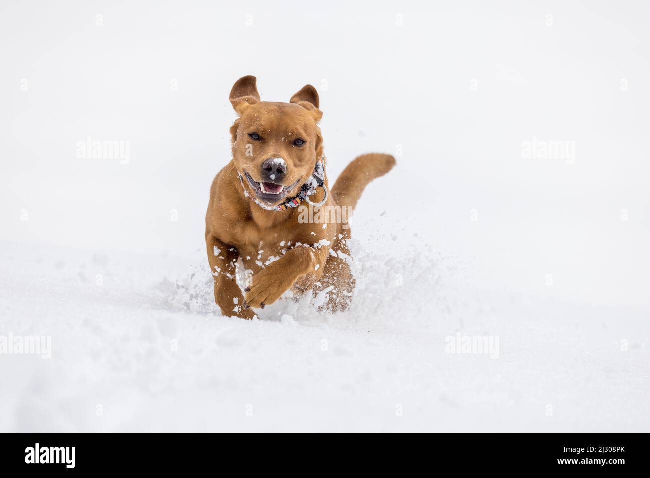 brown labrador retriever dog running in deep snow in swiss winter Stock ...