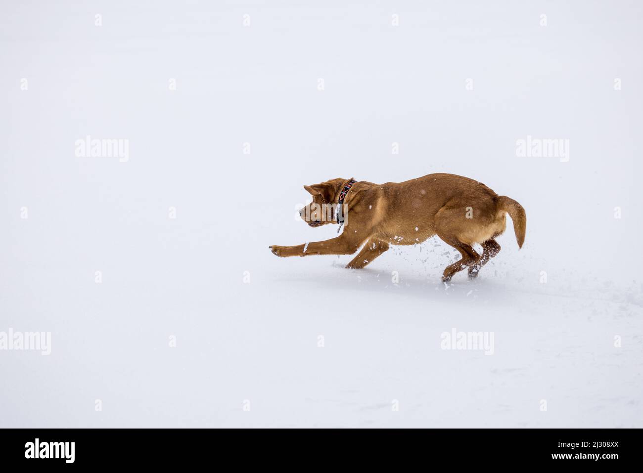 Labrador showlinie hi-res stock photography and images - Alamy
