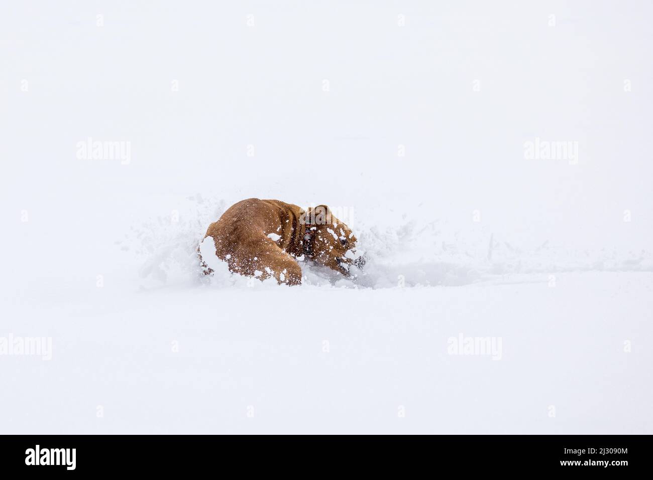 Labrador showlinie hi-res stock photography and images - Alamy