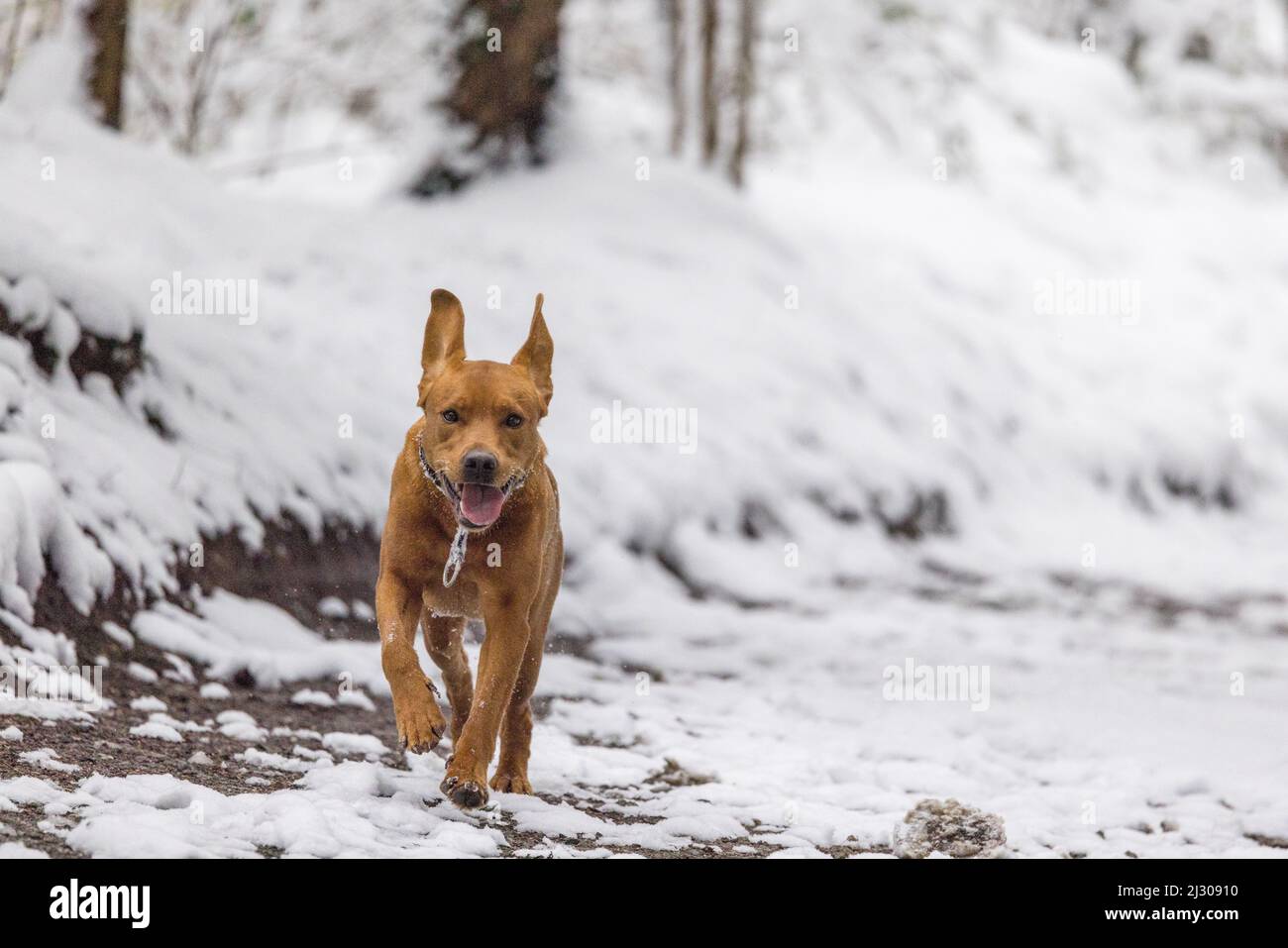 Labrador retriever dog running in hi-res stock photography and images ...