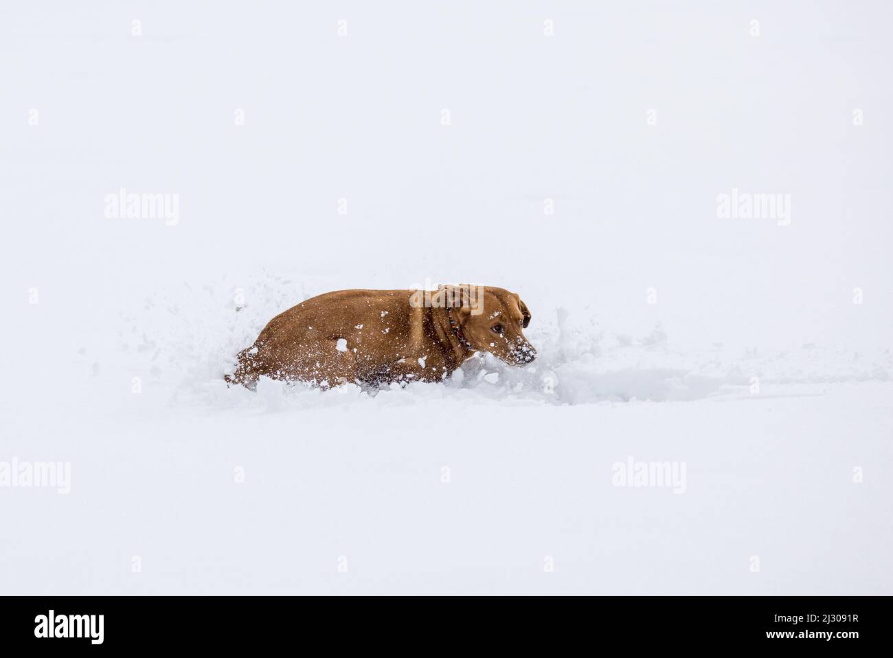 brown labrador retriever running in deep snow in swiss winter Stock ...