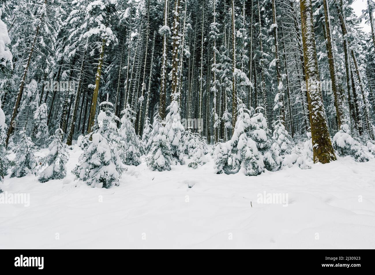 Mystical winter forest in deep snow in Emmental Stock Photo - Alamy