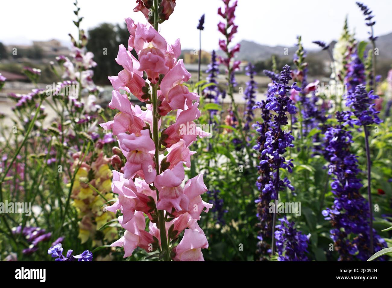 A beautiful shot of colorful Snapdragon flowers in the garden on a ...