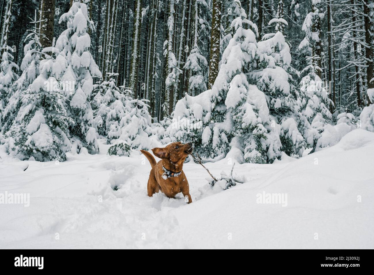 brown labrador retriever dog playing with a branch in deep snow in ...