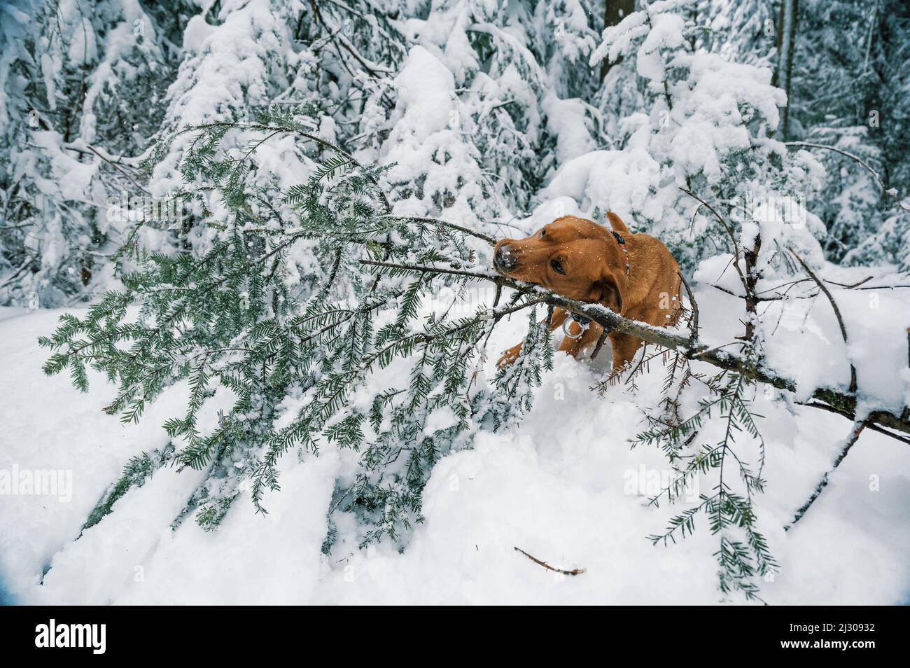 Labrador showlinie hi-res stock photography and images - Alamy