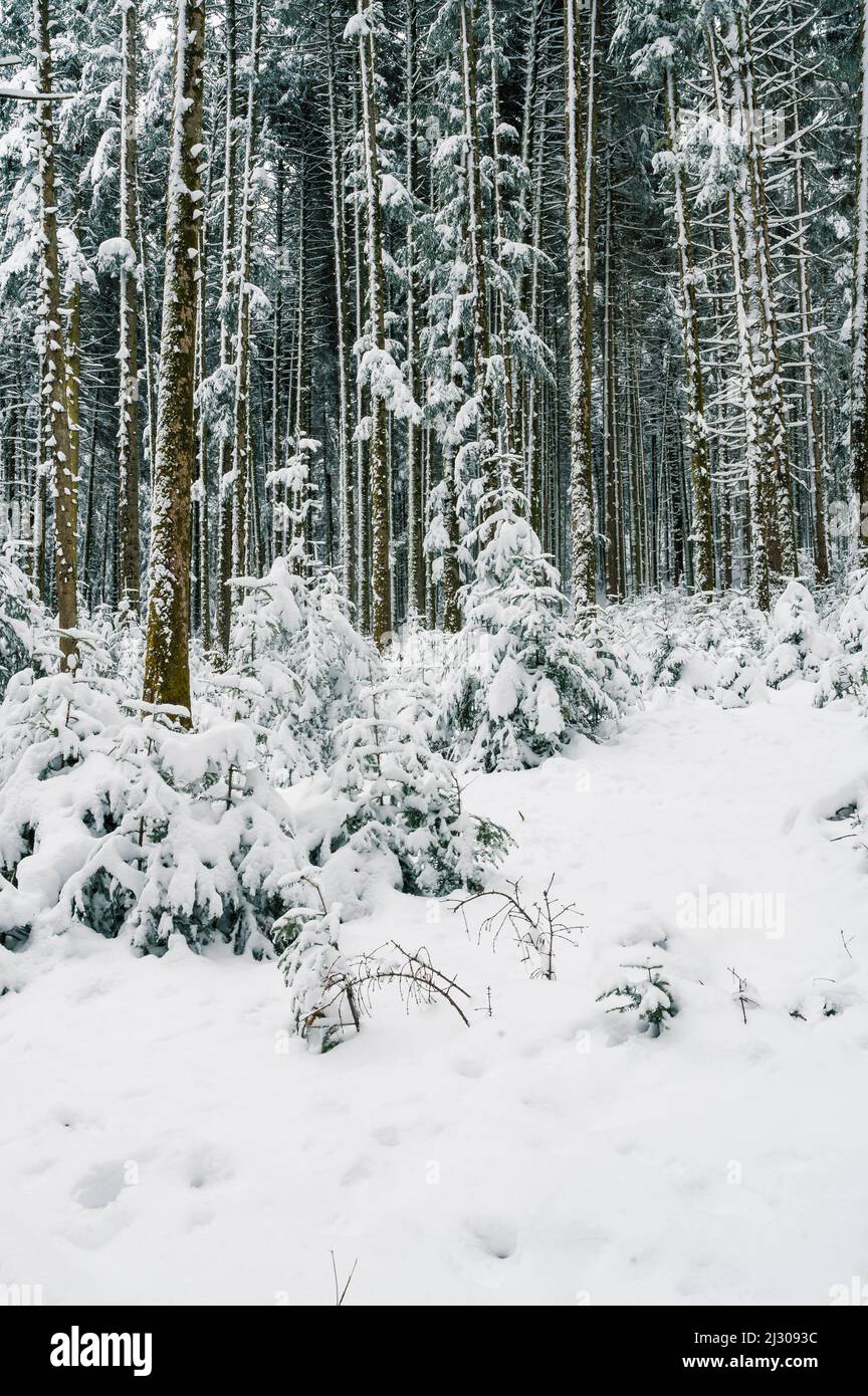Mystical winter forest in deep snow in Emmental Stock Photo - Alamy