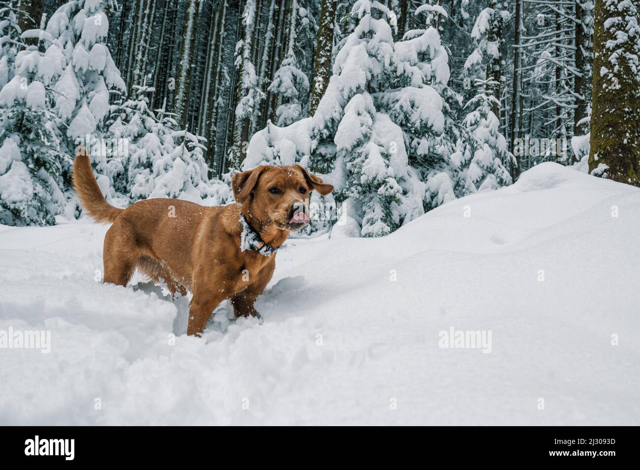 Labrador showlinie hi-res stock photography and images - Alamy