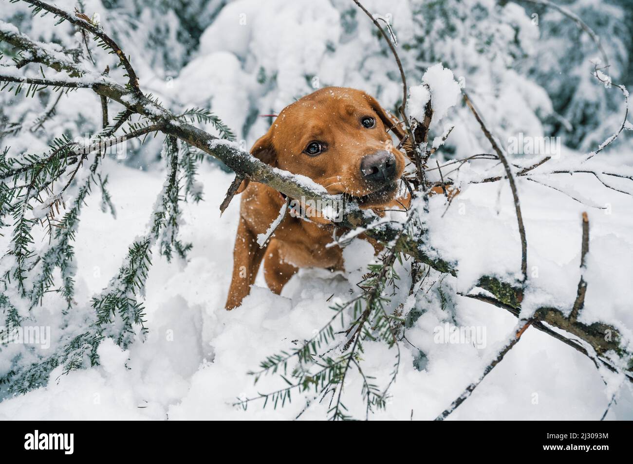 Labrador showlinie hi-res stock photography and images - Alamy