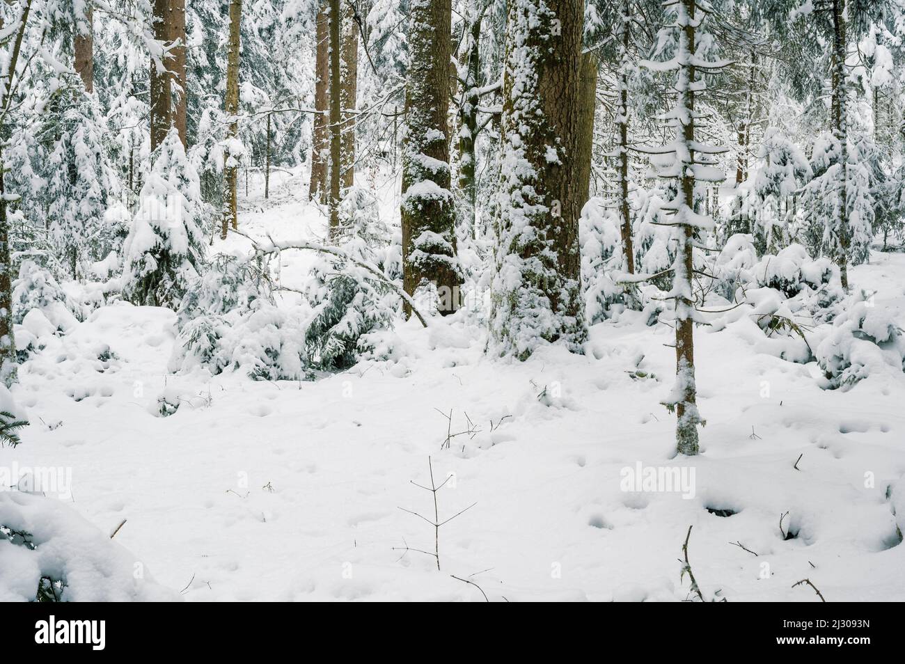 Mystical winter forest in deep snow in Emmental Stock Photo - Alamy