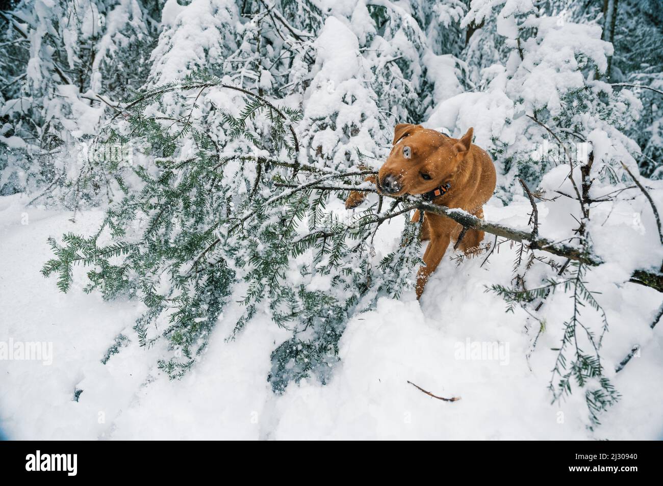Labrador showlinie hi-res stock photography and images - Alamy