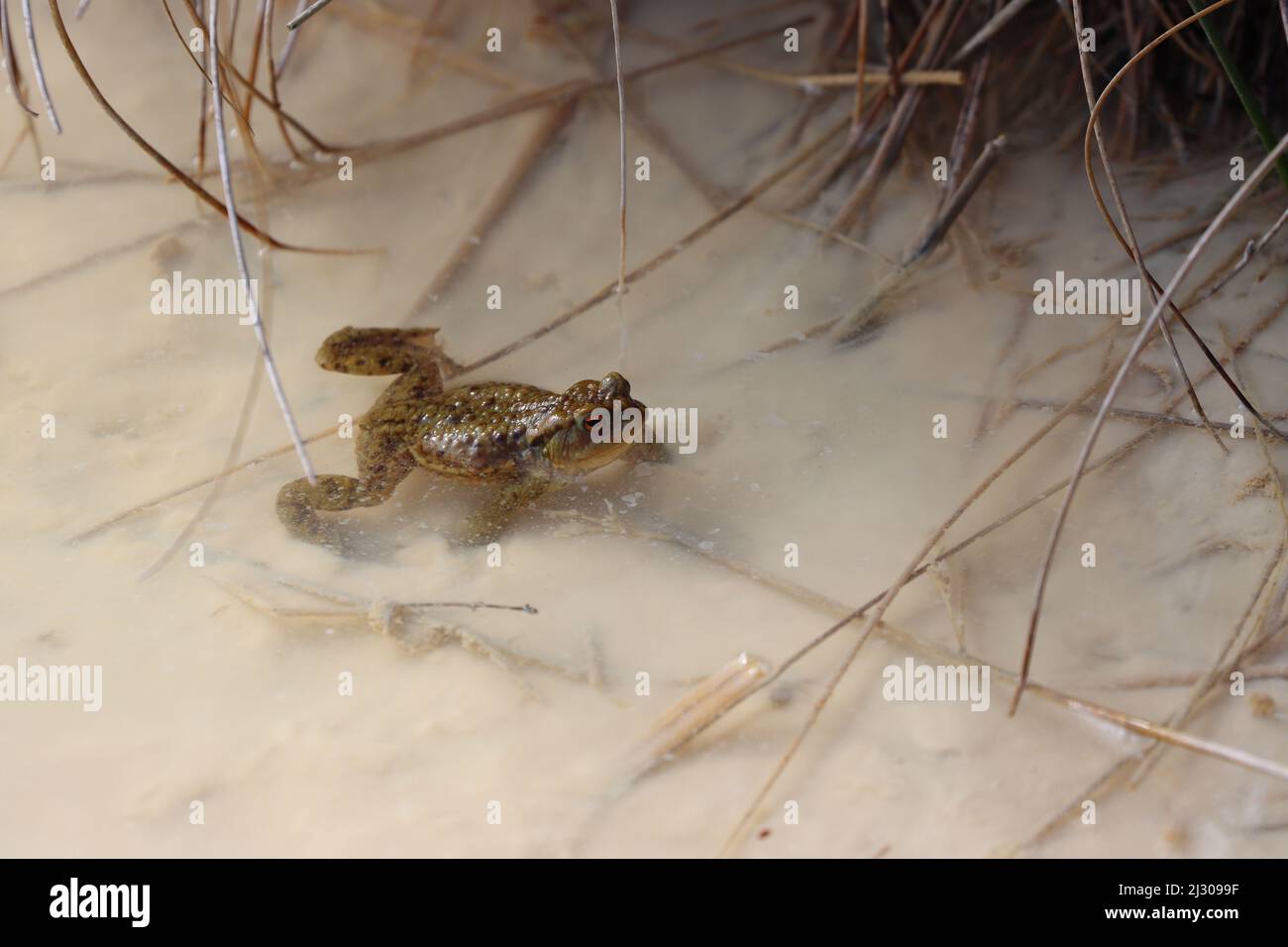 Common Toad sat in a pond looking for a mate during spring mating ...