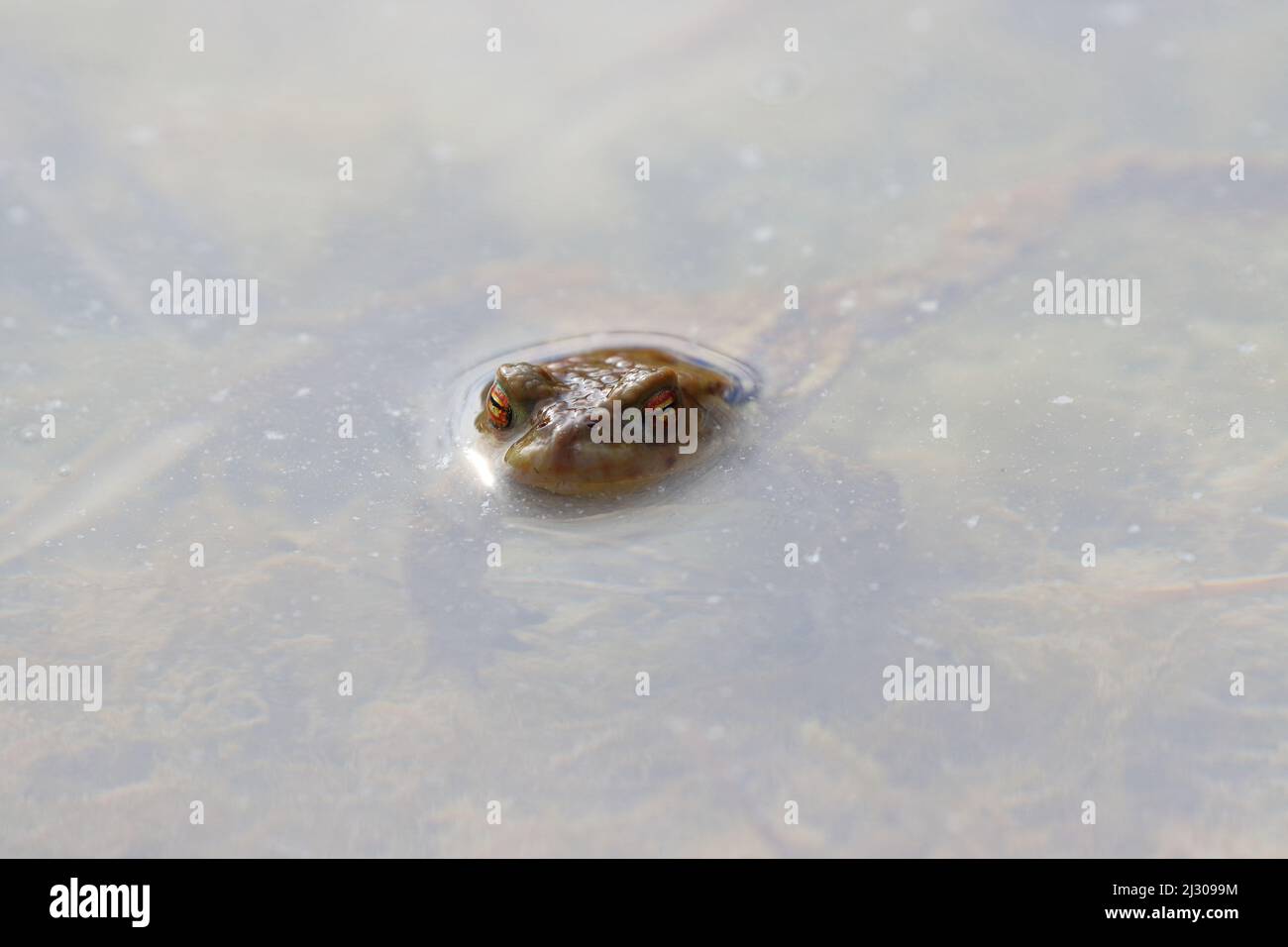 Common Toad sat in a pond looking for a mate during spring mating ...