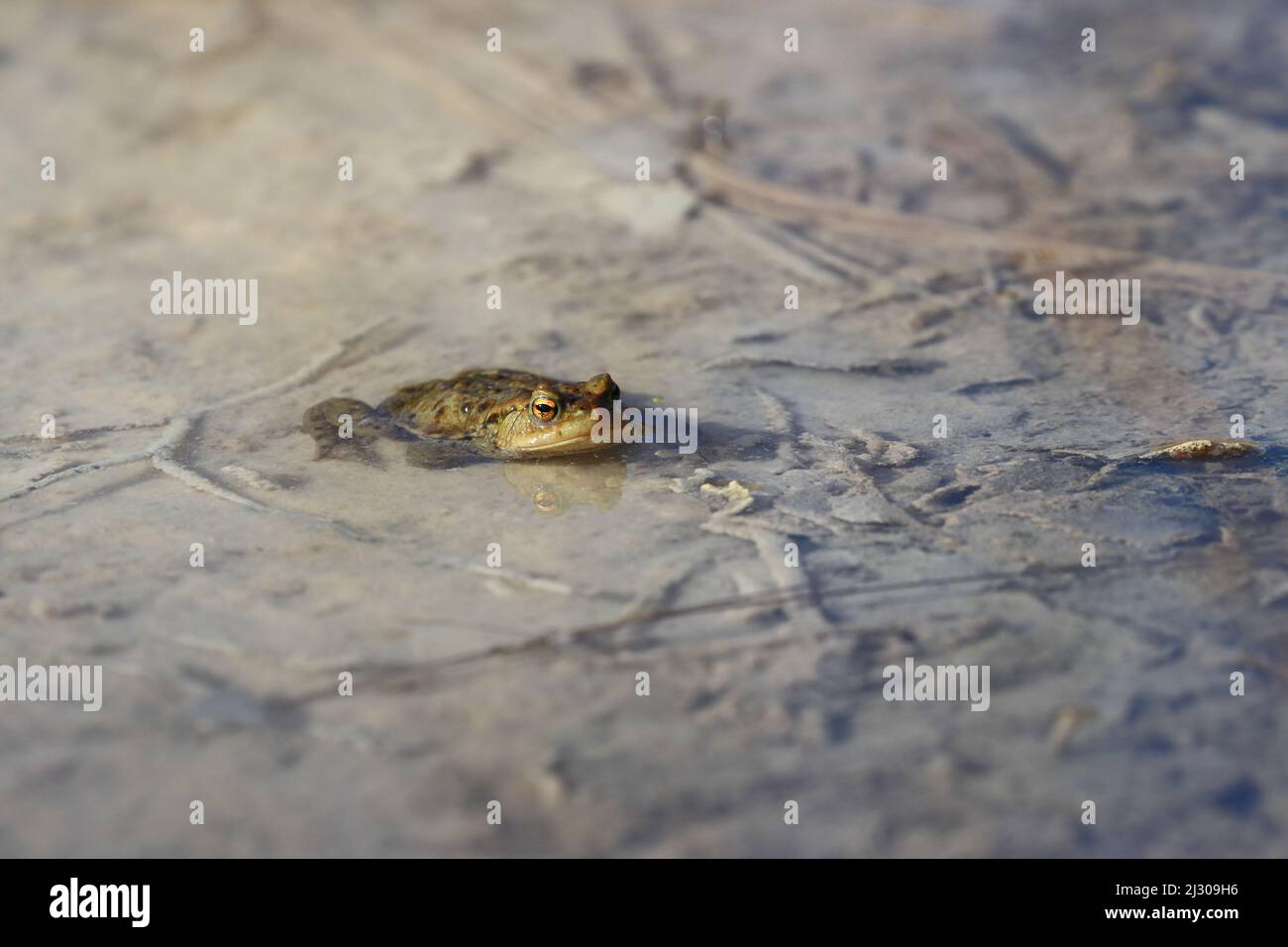 Common Toad sat in a pond looking for a mate during spring mating ...