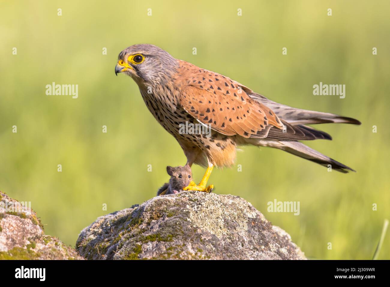 Raptor with mouse hi-res stock photography and images - Alamy