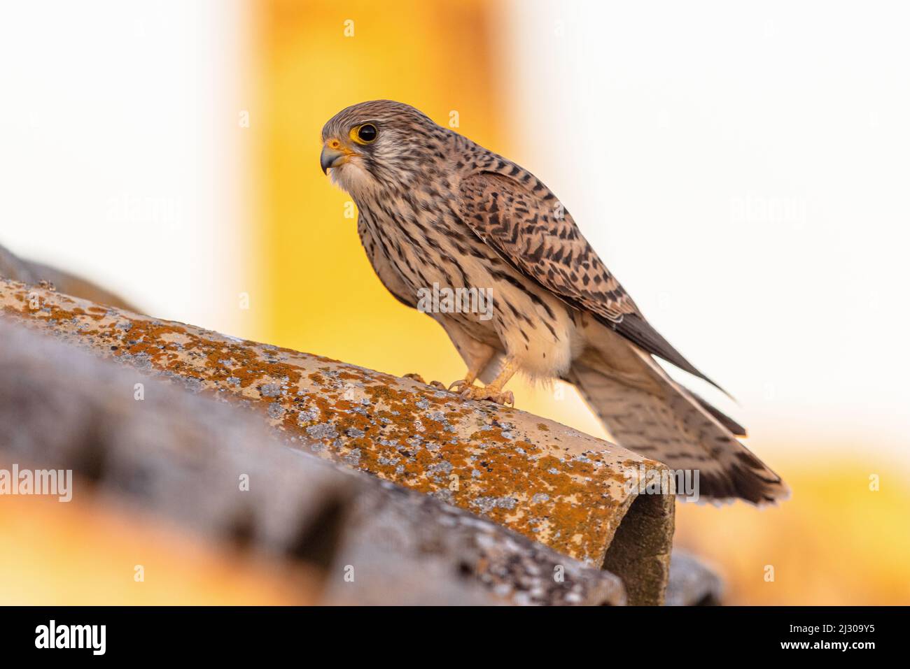 Female Lesser Kestrel (Falco naumanni) is a small Falcon. This Bird ...