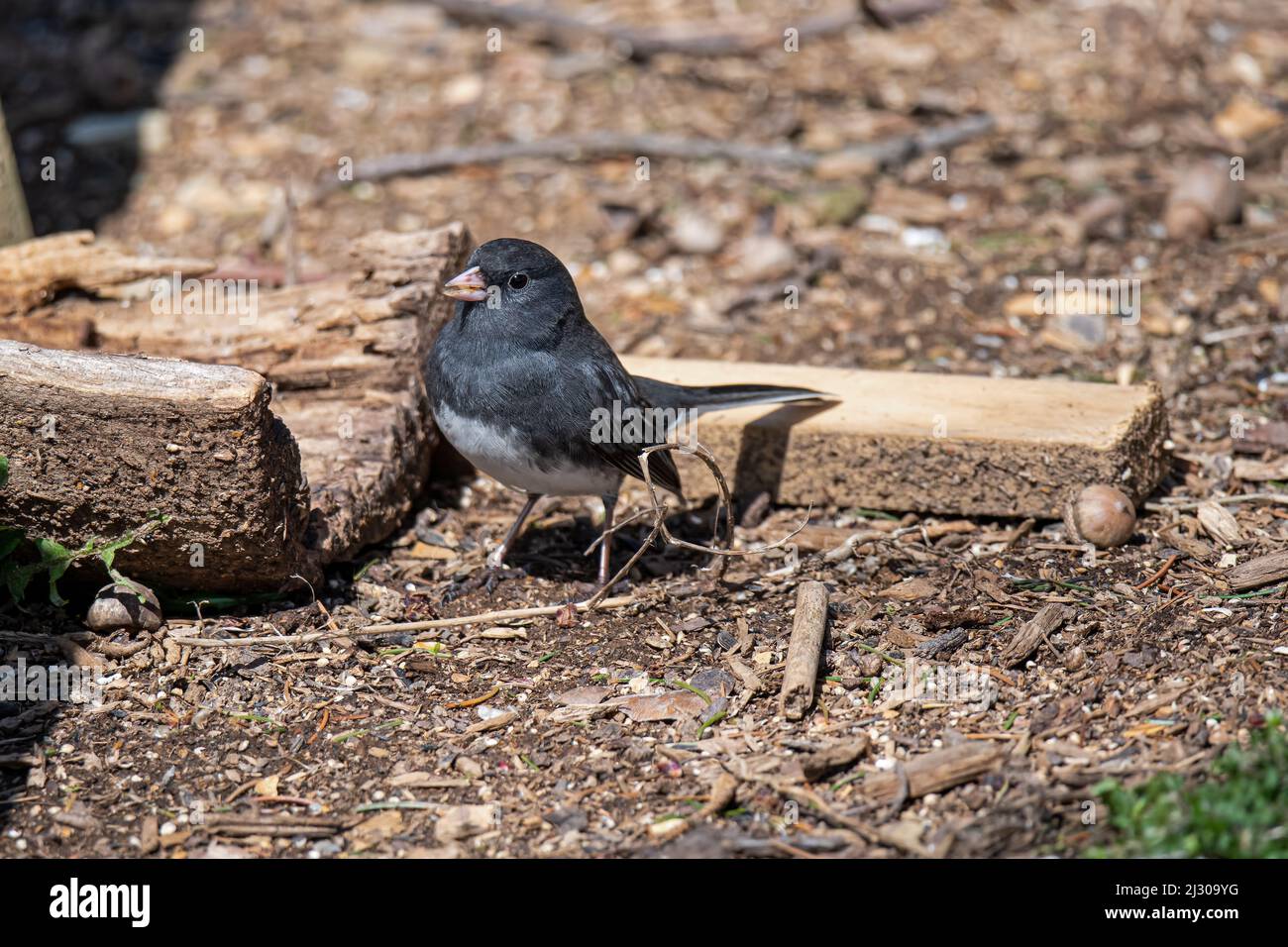 Dark-eyed Junco feeding on the ground prior to migrating north in the ...