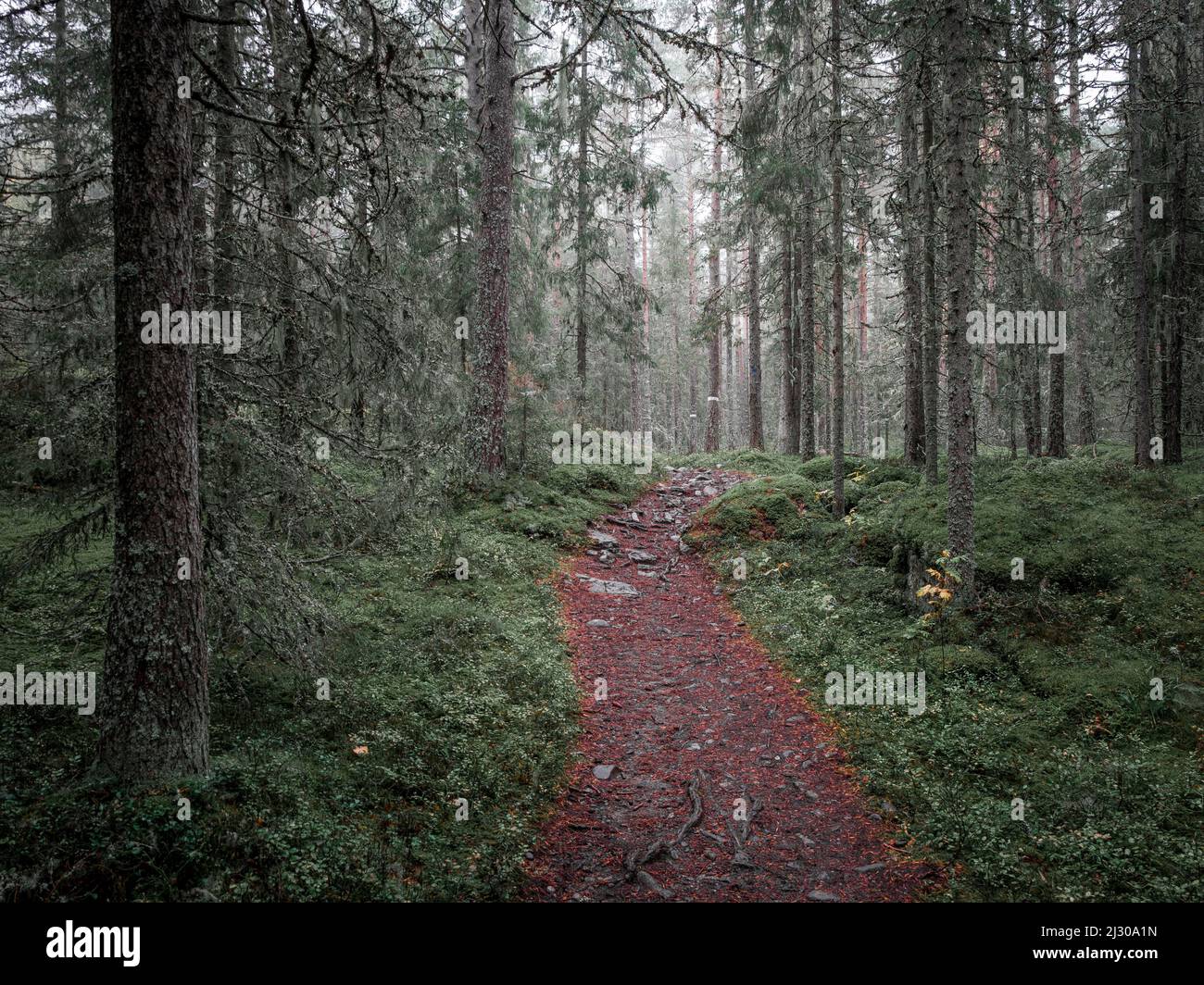 Hiking trail through forest in Skuleskogen National Park in the east of ...