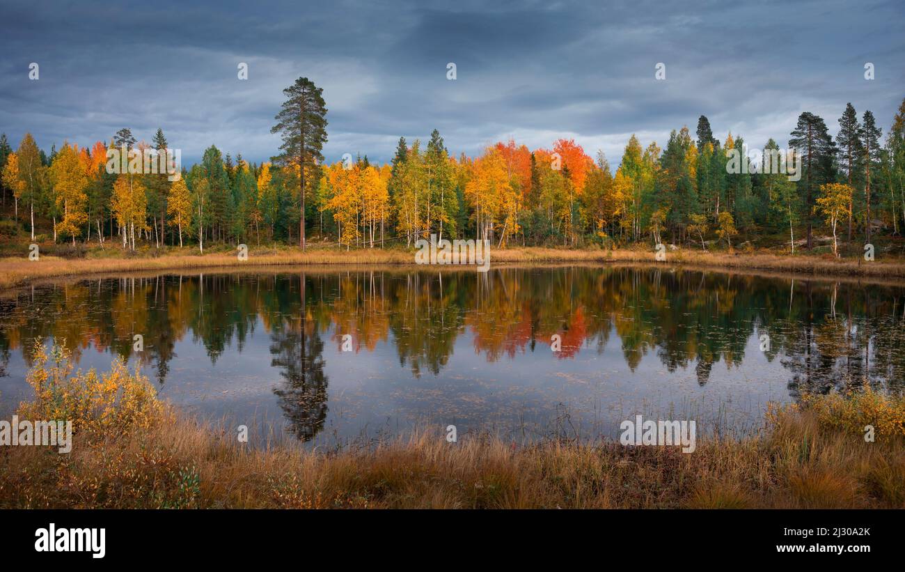 Colorful trees with autumn leaves are reflected in lake in Dalarna ...