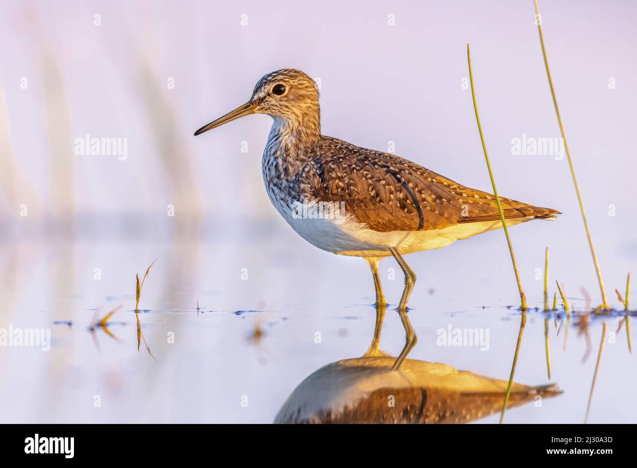 Green Sandpiper (Tringa ochropus) is a small Wader Shorebird of the Old ...