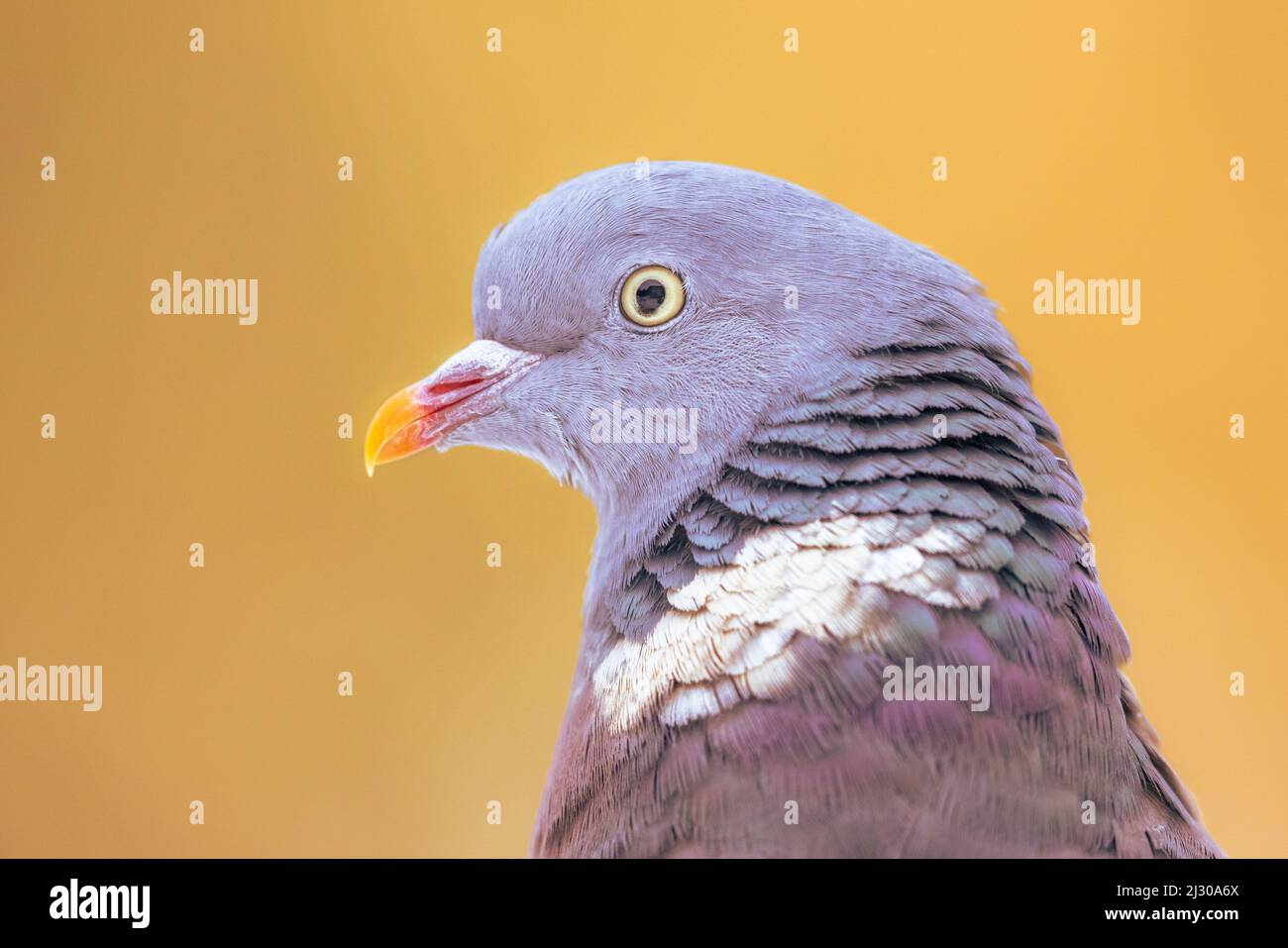 Wood Pigeon (Columba palumbus) Portrait of Head with blurred bright ...