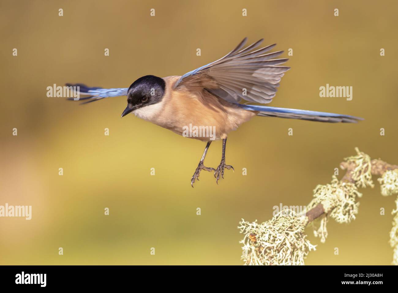 Iberian magpie (Cyanopica cooki) is a bird in the crow family. Bird ...
