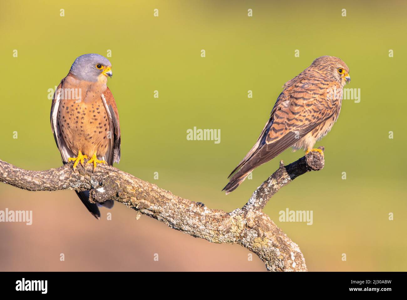 Pair Lesser Kestrel (Falco naumanni) on branch near breeding colony ...