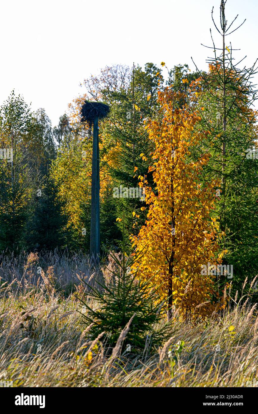 A stork's nest made of branches on a wire pole Stock Photo - Alamy