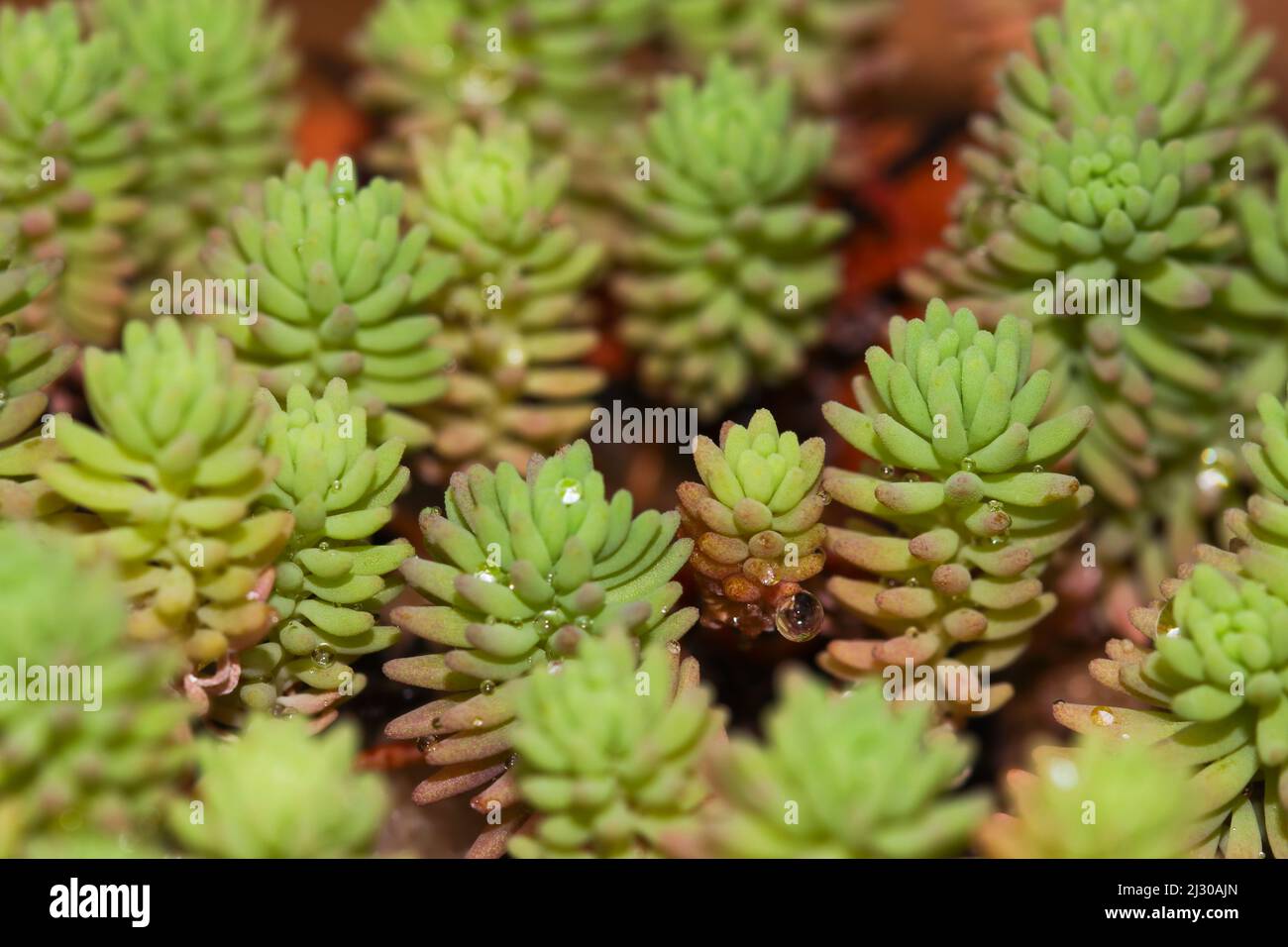 Turkish Stonecrop Succulent Plant With Water Droplets (Sedum pallidum ...