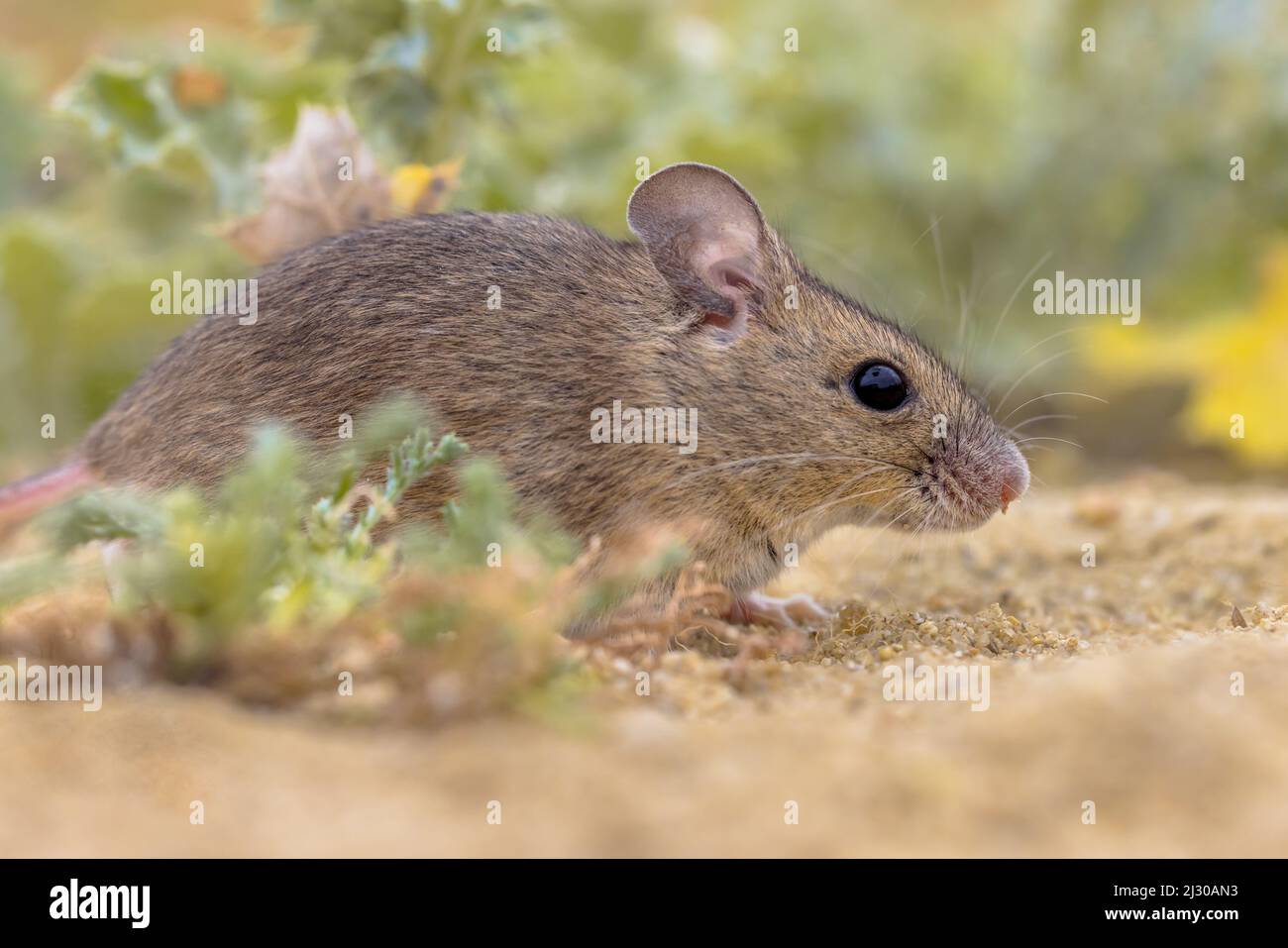 Sand wildlife hi-res stock photography and images - Alamy