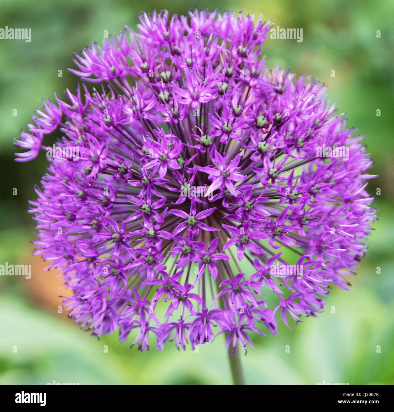 Allium 'Purple Sensation' Stock Photo - Alamy