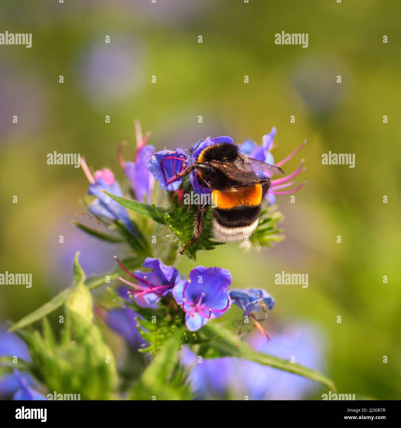 Beautiful green natural scene. Bee in a summer flower. Photo in shallow ...