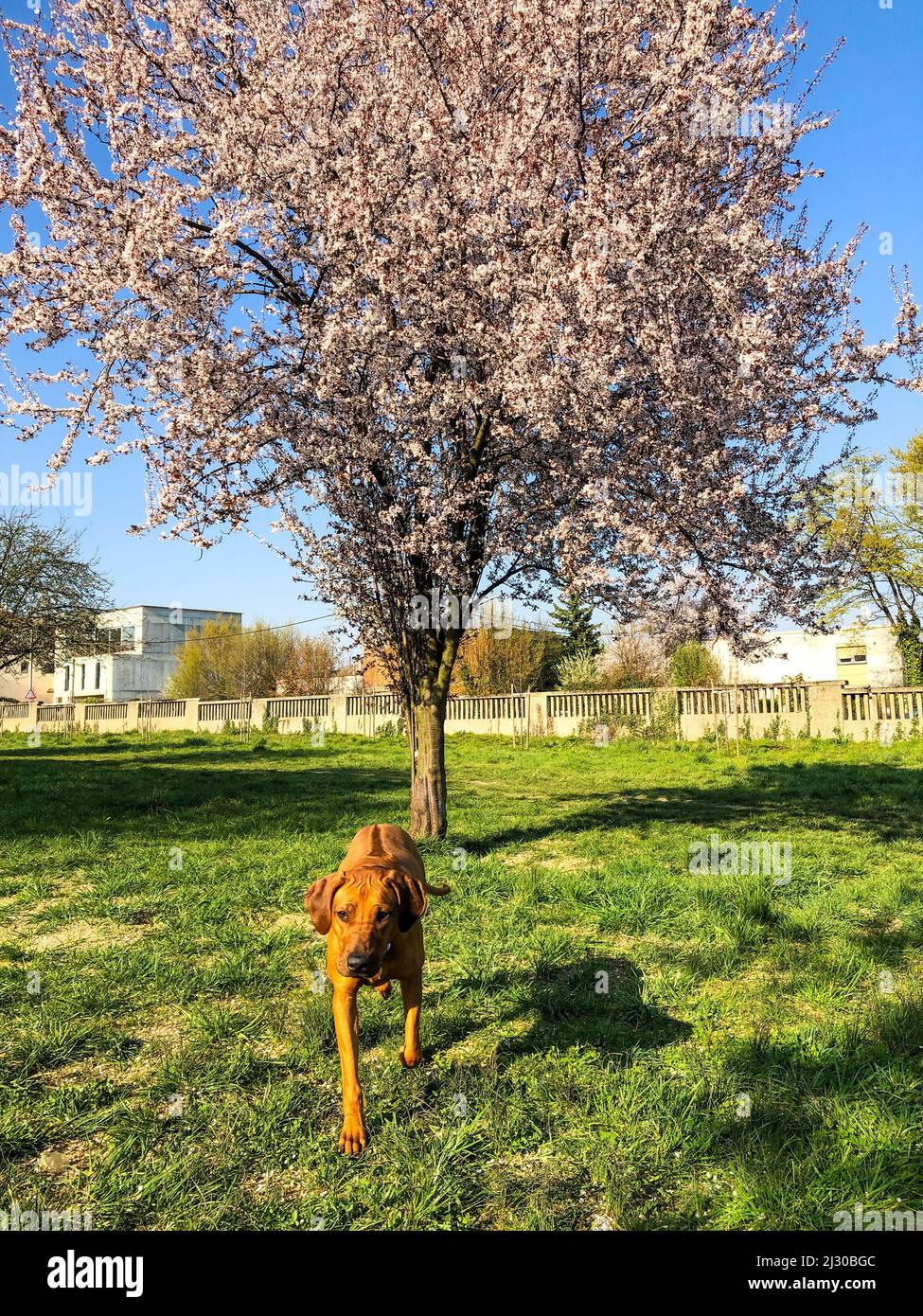 A vertical shot of a Rhodesian Ridgeback dog breed in a garden with a ...