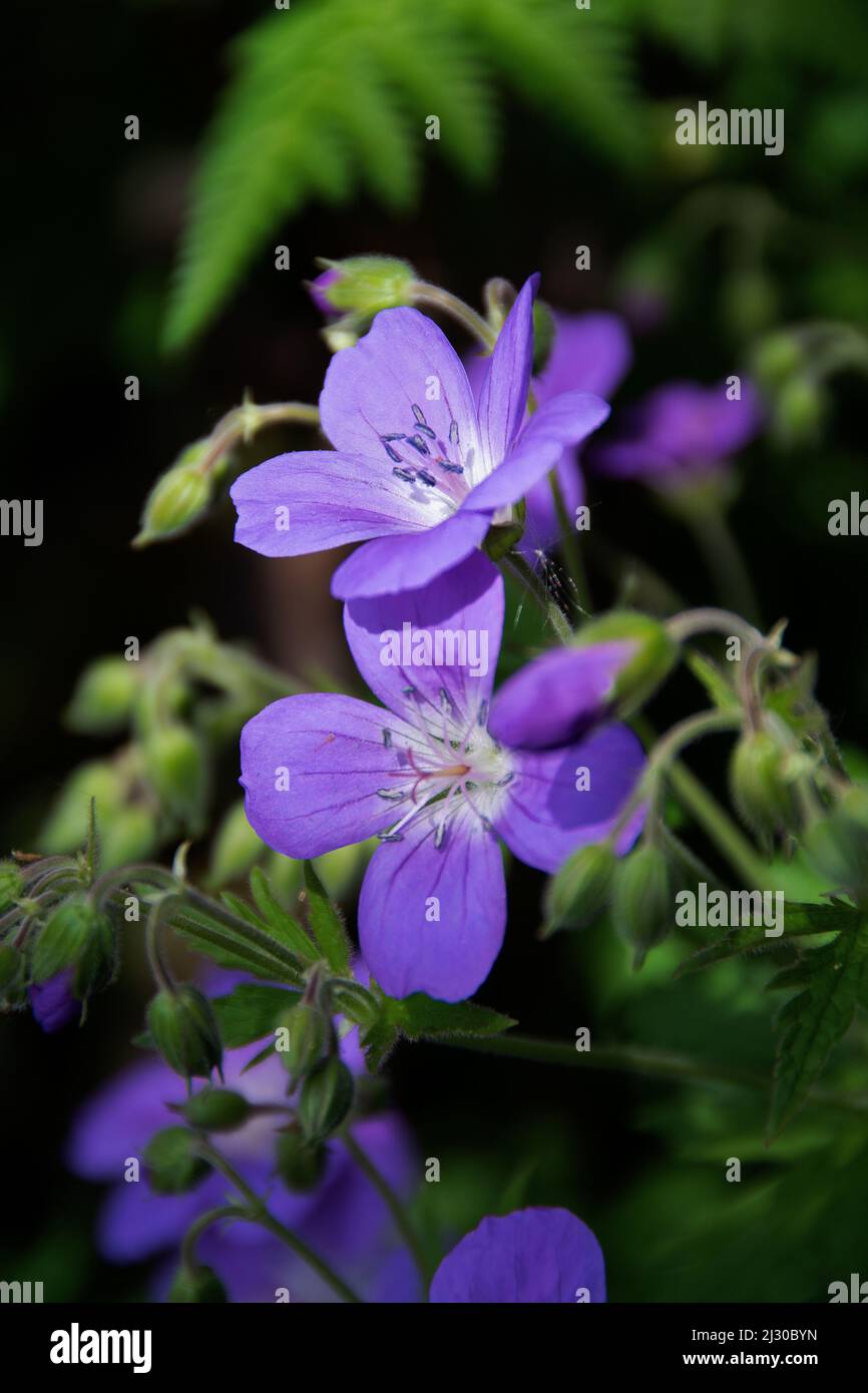 Geranium sylvaticum ‘Mayflower’ Stock Photo - Alamy