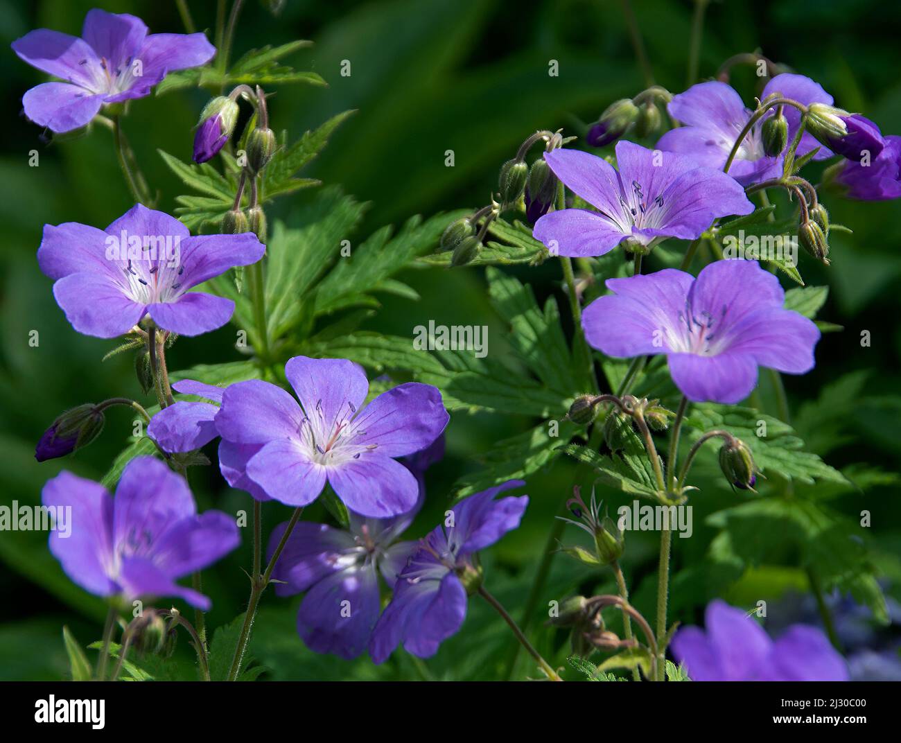 Geranium sylvaticum 'Mayflower' Stock Photo - Alamy