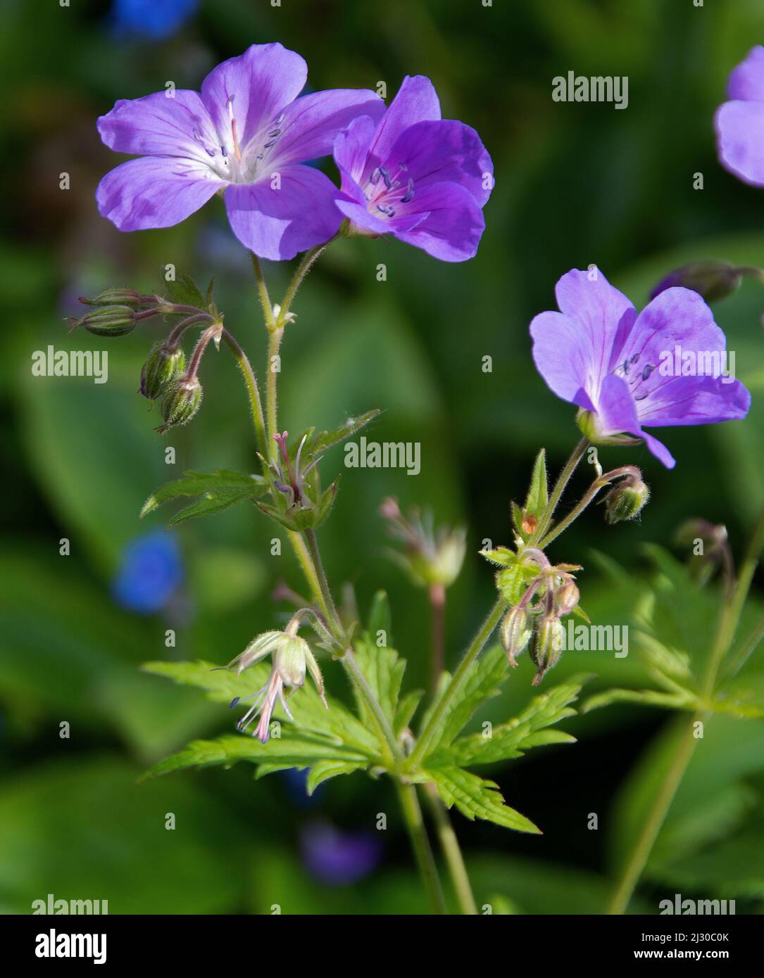 Geranium sylvaticum ‘mayflower’ hi-res stock photography and images - Alamy