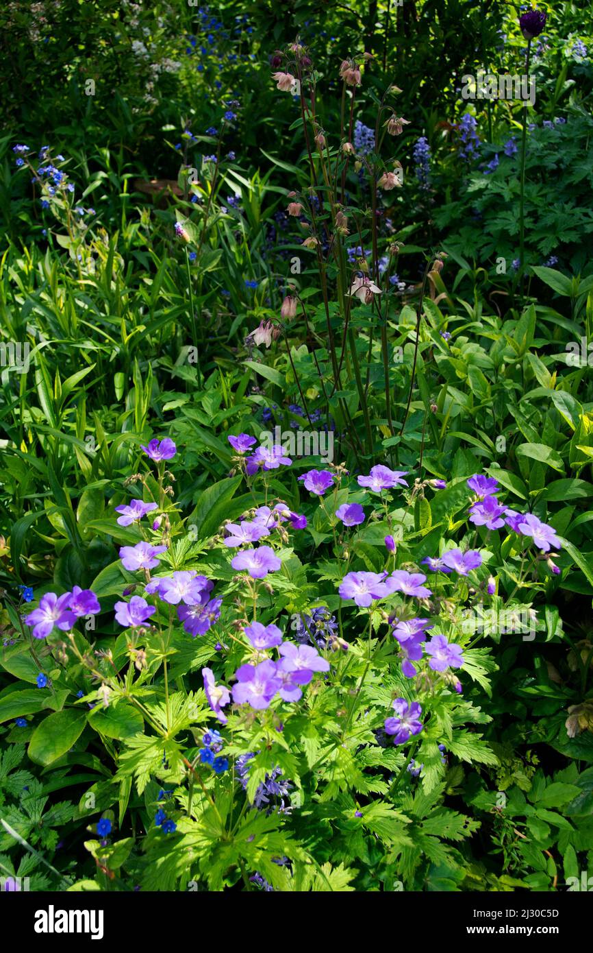 Late Spring border with Geranium 'Maytime' Stock Photo - Alamy